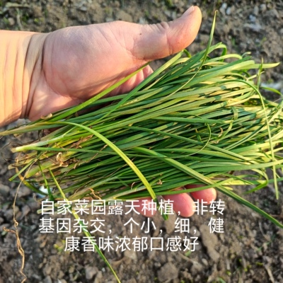 农家菜园小韭菜土韭菜自留种露天种植非转基因杂交时令蔬菜现割