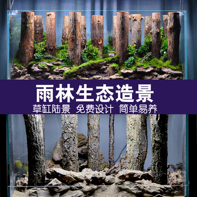 香槟木树干造景鱼缸水族箱森林直木装饰雨林水陆缸造景套餐非沉木