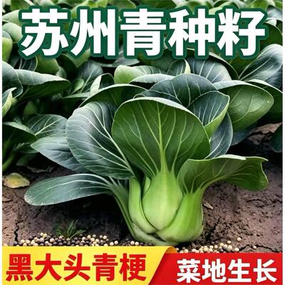 苏州青种子家庭菜园地栽