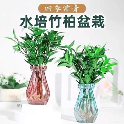 水培竹柏盆栽室内客厅办公室桌面四季常青植物花卉绿植盆景