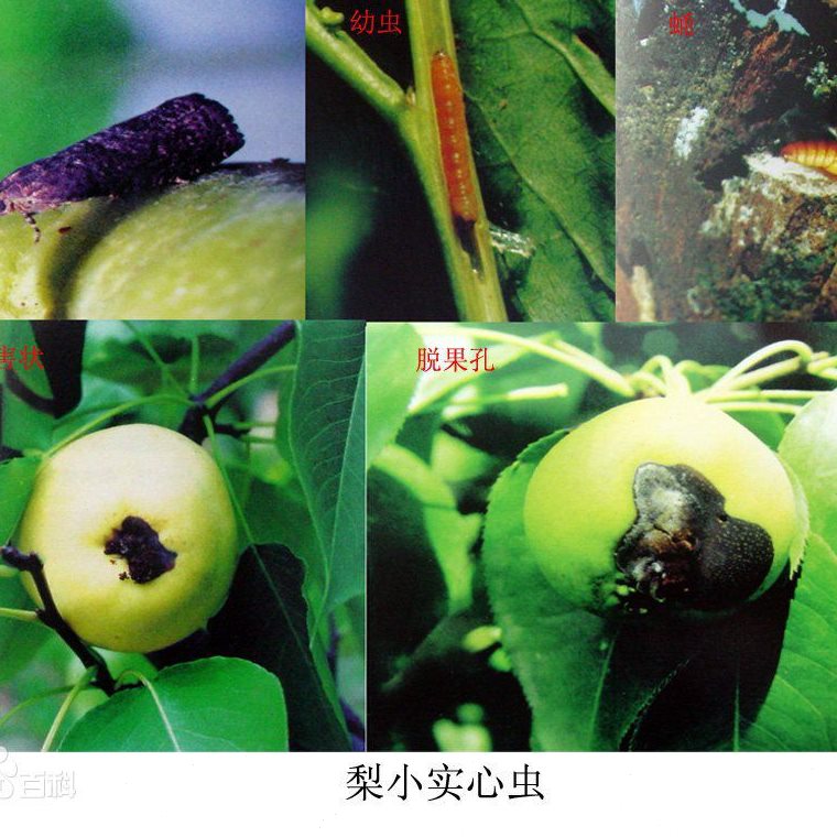 直销20粒梨小食心虫信息素诱芯 性诱剂 昆虫引诱剂 包邮