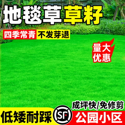 高尔夫地毯草籽四季常青免