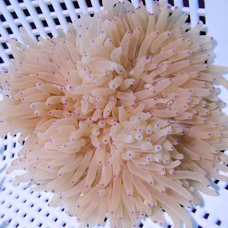 紫点白葵海葵珊瑚小丑鱼共生海葵奶嘴海葵荧光海葵颜色鲜艳公主海