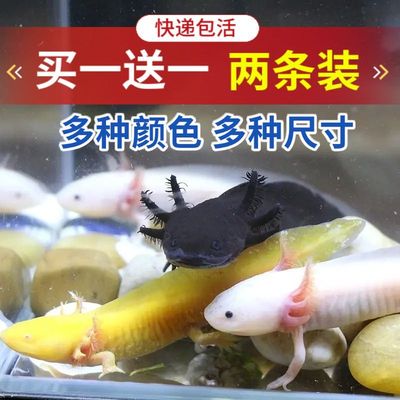 六角娃娃鱼养不死美西螈宠物六角恐龙鱼饲料鱼蝾螈小型观赏鱼陆