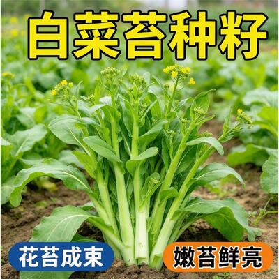 四季奶油白菜苔种子家庭