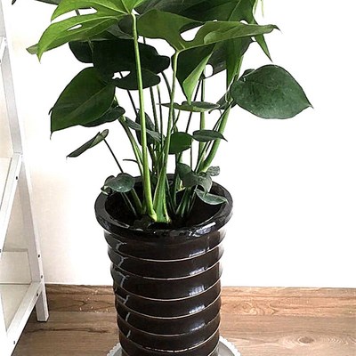 济南雅园花卉绿植济南市内免费送货装修去甲醛龟背竹室内盆栽绿植