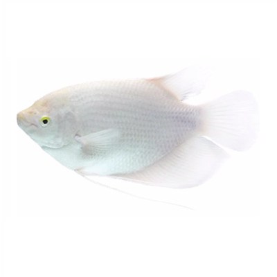 渔你有缘古代战船白招财鱼红眼镇宅热带鱼大型观赏鱼招财鱼活鱼