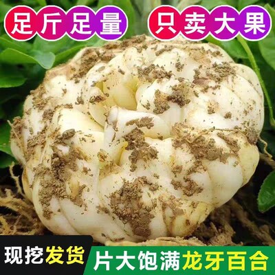 江西现挖新鲜龙牙百合药食同源食用甜百合粉糯不苦万载特产非宜兴