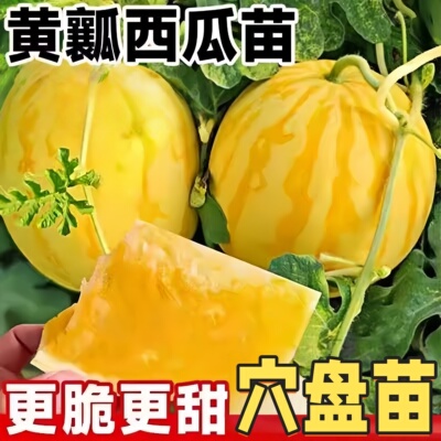 薄皮高糖黄心西瓜苗秧超甜早熟黄壤小黄心礼品型西瓜蔬菜瓜果种子