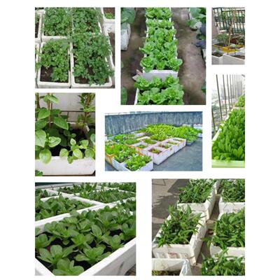 大泡号沫箱子海鲜LHV生鲜种菜厚加水果保温箱装包盒冷冻盒商用摆