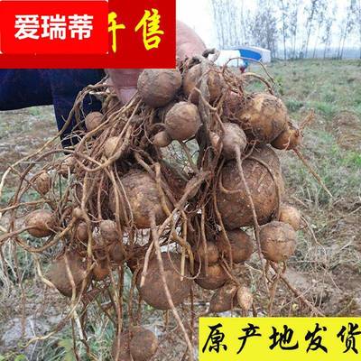 野洋芋山东单县罗汉参罗汉参海门香芋土儿香芋参地雷香栗参