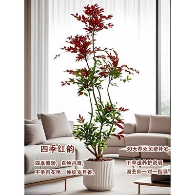 型高南天竹盆栽客厅大感植物绿植级真树办公室内高端YLG落地大号