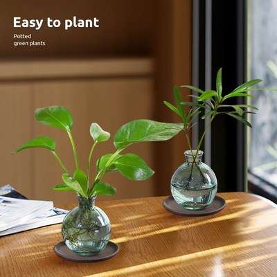 发财树小盆栽竹柏绿萝水培植物室内客厅桌面绿植办公室四季招财树