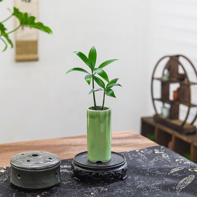 竹柏盆景迷你小盆栽植物室内花卉办公室桌面四季好养绿植净化空气