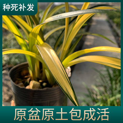 翁源兰花(兰博会特金奖)墨兰铭品中透线艺名贵兰U草兰阳之松盆栽