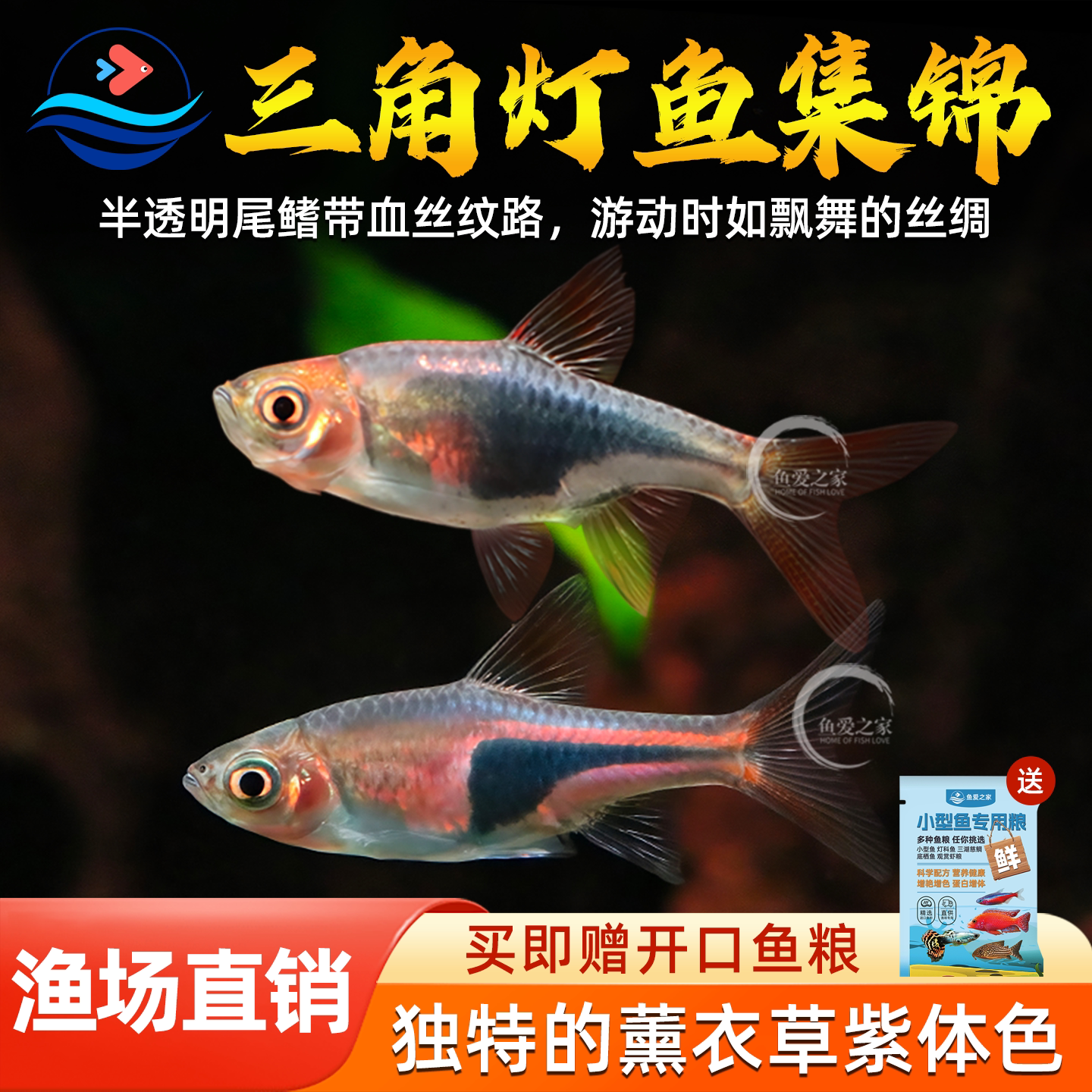 大三角灯鱼蓝三角草缸群游好养耐活淡水观赏鱼活体鱼苗紫三角灯鱼