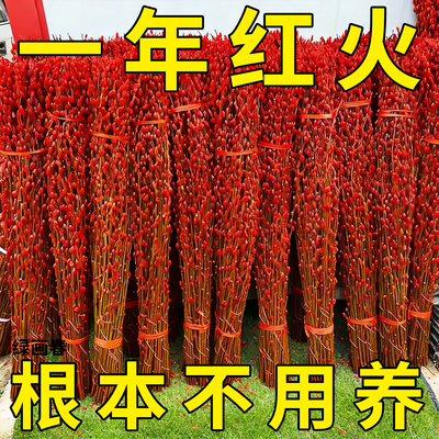 银柳真花鲜枝年宵花卉七多彩红色银柳干花柳枝水养1.5米招财1米2