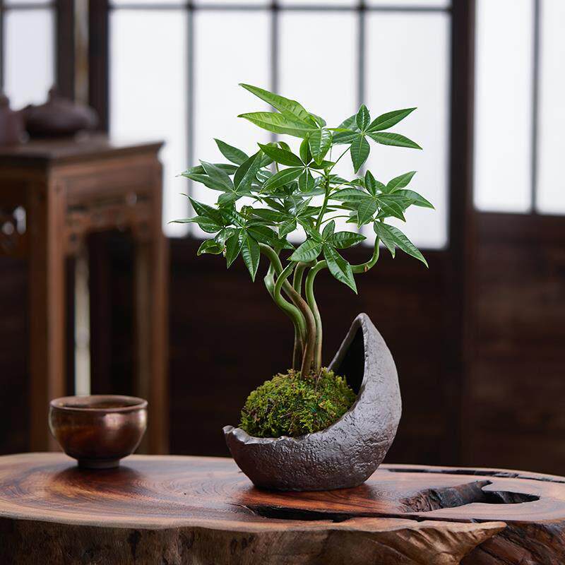 苔藓球发财树盆栽室内绿植花卉办公室桌面招财摆件好养活水培植物