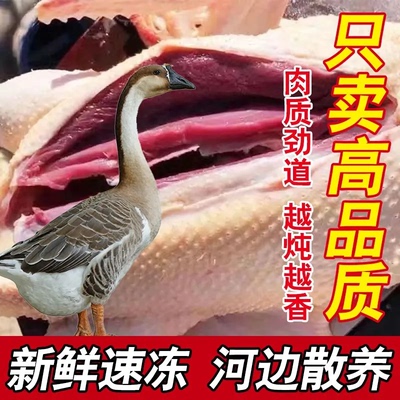 【整只带头爪翅】大雁鹅新鲜冻发农家散养非笨大雁鹅肉非大鹅正宗