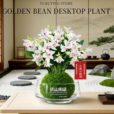 新品石斛兰白花浓香紫云石斛