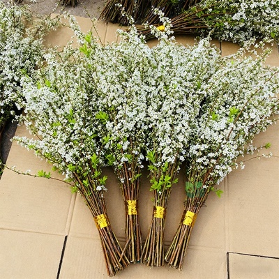 雪柳鲜枝带花苞绿植水养插