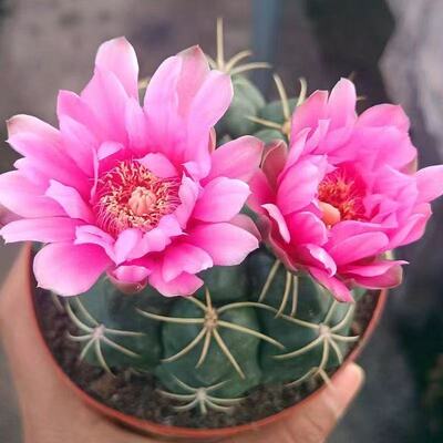 仙人球【天王】易养易开花海王丸室内多肉植物美观办公桌面防辐射