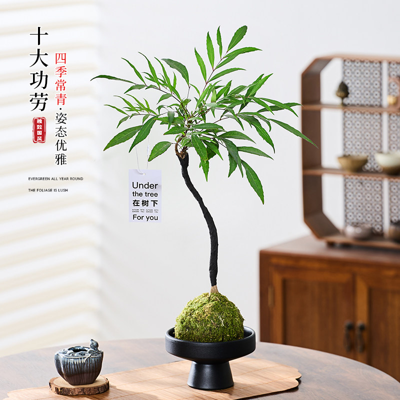 十大功劳苔藓植物室内客厅办公室桌面四季常青好养活绿植花卉盆景