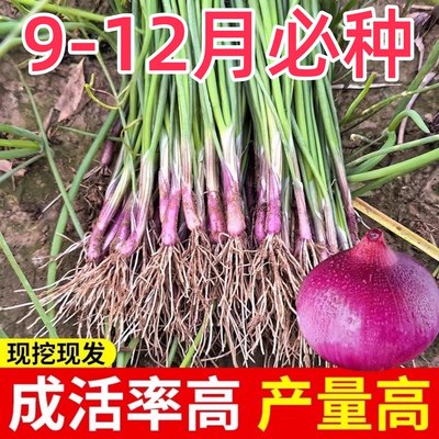 水果洋葱秧苗山东寿光紫皮洋葱苗带根二红扁圆红皮洋葱头苗子耐寒
