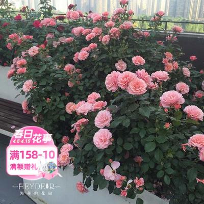 海蒂的花园 波提雪莉直立月季四季勤花抗病阳台花卉植物盆栽花苗