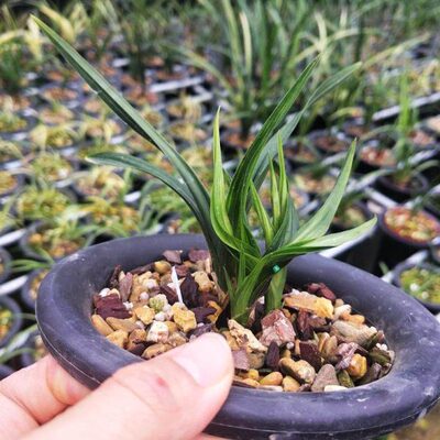 13春矮种麟盆龙体 稳定0行生水晶水晶兰花苗 1 奇叶剑8