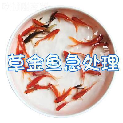 闯草鱼活18334体金冷金鱼活鱼水观赏鱼缸鱼龙鱼鱼食小金鱼苗