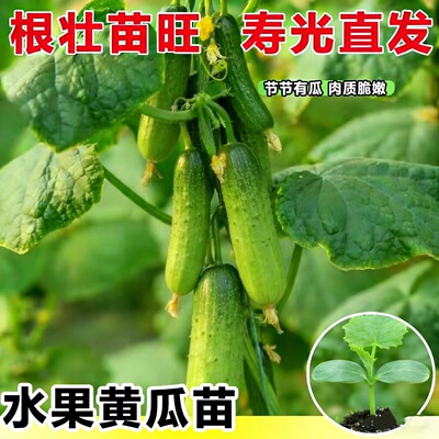 水果黄瓜苗肉质脆嫩包成活带土