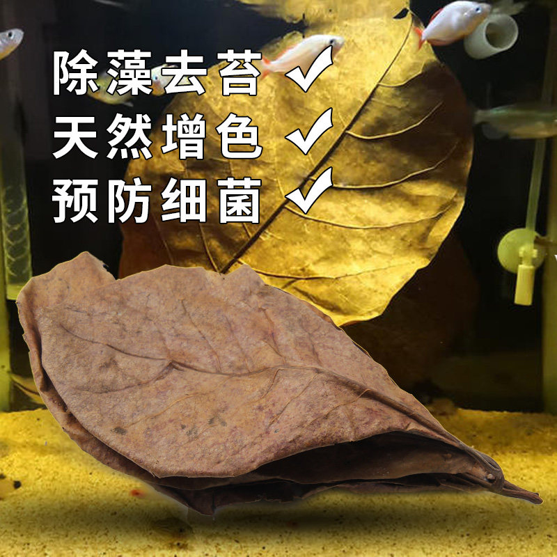 龙眼叶养龟周转箱降鱼缸ph调节剂橄榄叶斗鱼懒人叶乌龟专用榄仁叶