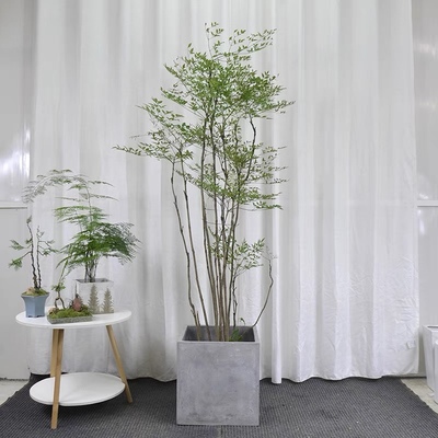 南天竹绿植网红流行款喜阳植物阳台露台落地窗花木兰绿植到家深圳