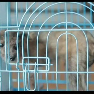 一只被活埋的狗狗----憨憨(非卖品 仅供展示)