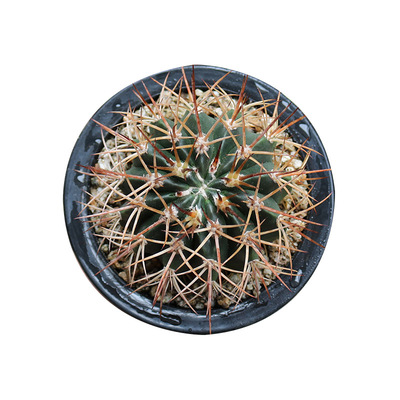 彩云实生云系仙人球稀有强刺狂刺出云开花美观好养仙人掌多肉盆栽