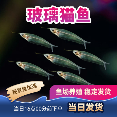 观赏鱼玻璃鱼透明鱼热带鱼小型鱼龙须猫玻璃猫鱼活体包活