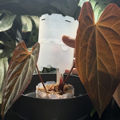 花烛气生根爬藤热植物养护控根生长可拼接加高器