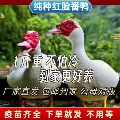 白番鸭苗活体正宗大种红脸番鸭苗鸳鸯鸭非洲雁西洋鸭滕鸭苗火鸭子