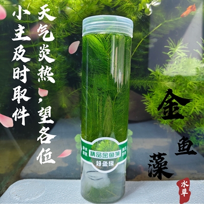 金鱼藻水草鱼缸造景鱼虾躲避