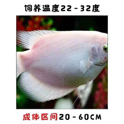 招财鱼战船活鱼正宗红眼白招财鱼中大型热带观赏鱼起头古代战船鱼