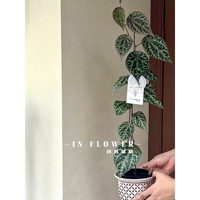 瑰丽胡椒盆栽室内观叶绿植ins热植客厅阳台垂吊植物盆栽花卉好养