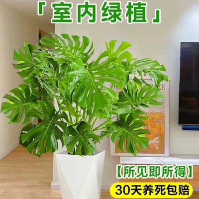 龟背竹盆栽室内客厅大型绿植大叶老桩植物办公室落地摆件网红花卉