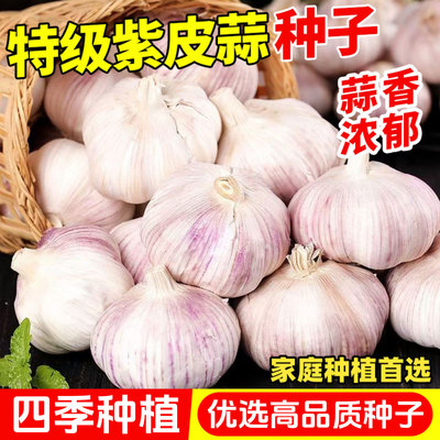 紫皮大蒜种子蒜苗种籽干蒜头蒜瓣