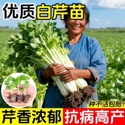 四季白芹菜秧苗脆嫩四川白芹菜苗