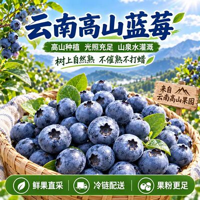 正宗云南花香蓝莓新鲜水果当天现摘现发大果脆甜爆汁EMS空运包邮
