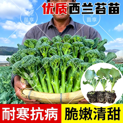 寿光甜杆西兰苔苗秧苗早熟耐寒