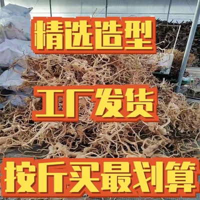 杜鹃根精品栖根水中沉木鱼缸树枝树根造景迷你杜鹃根沉木定植须根