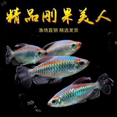 刚果美人电光美人彩虹绿刚果鱼一线隆尼吉热带观赏鱼群游活体鱼