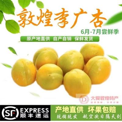敦煌新鲜李广杏特产自家果园时令水果甜杏子现摘现发顺丰空运包邮